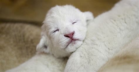 看「小白獅太可愛」夜闖動物園想偷！ 男被母獅當場咬死 花生時報