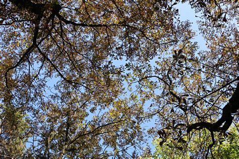 나뭇가지 사이로 보이는 푸른 하늘을 가진 가을 나무들의 캐노피 0명에 대한 스톡 사진 및 기타 이미지 0명 가을 가을 단풍 Istock