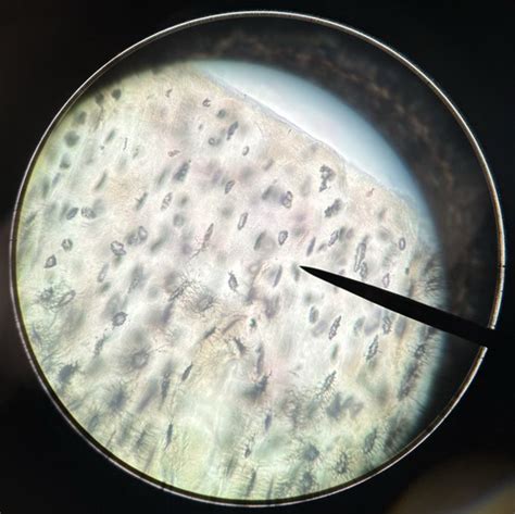 Microscope Slides Flashcards Quizlet