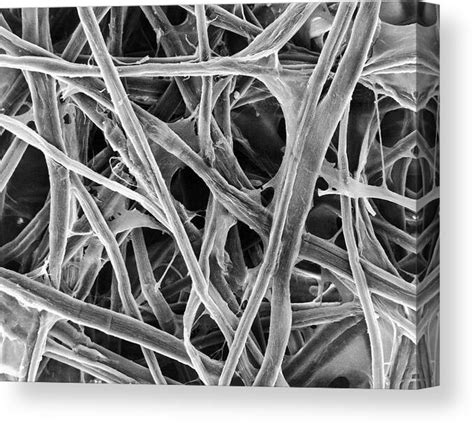 Cellulose Fiber Paper
