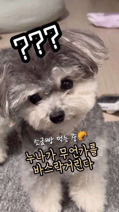 🐶 배신자누나 나도 먹을 줄 알아🥐 Shorts Youtube