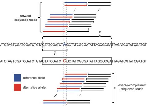 Simulating An Allele Specific Rna Seq Experiment Reads Were Generated