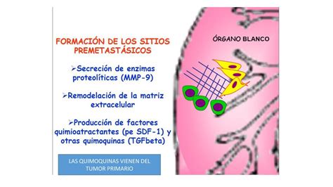 MICROAMBIENTE TUMORAL Ppt Descargar
