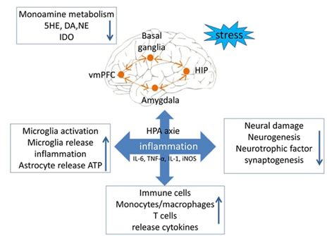 The Association Between Major Depressive Disorder Mdd And Download Scientific Diagram