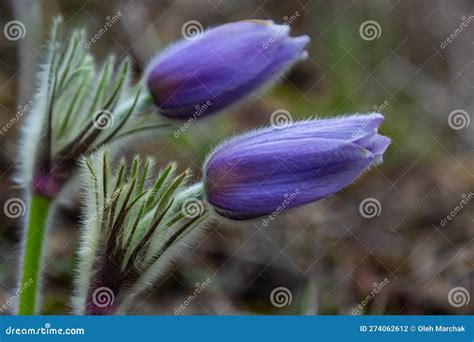Pulsatilla Slavica Spring Flower In The Forest A Beautiful Purple