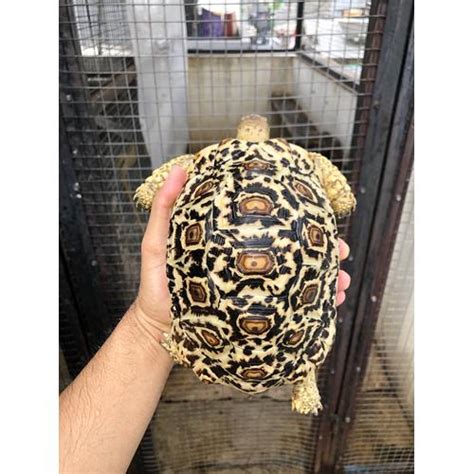 Jual Giant Pardalis Kura Kura Darat Pardalis Giant Snow Somalia Jakarta Pusat Mob Reptile