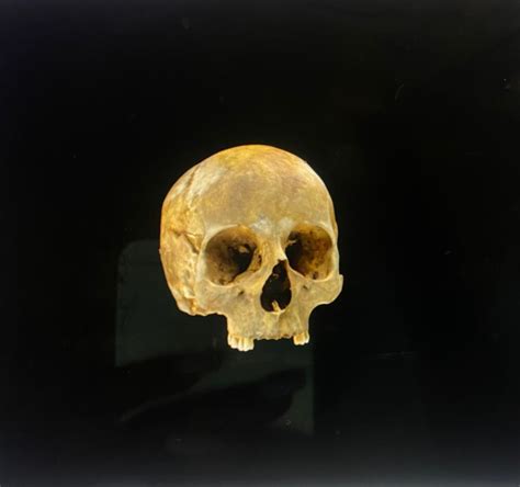 Solved Specimen Sex Estimation Conclusion Based On The Chegg Com