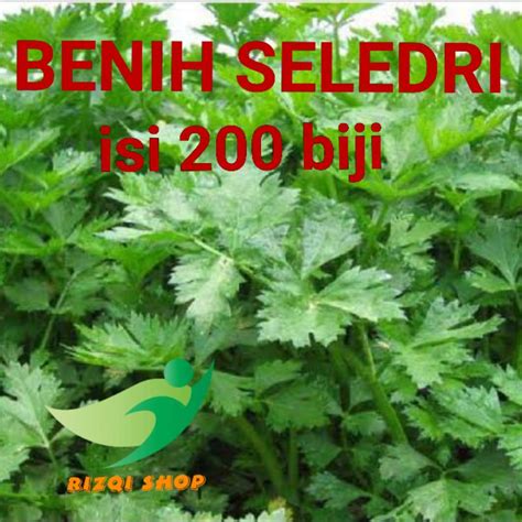 Jual Benih Bibit Seledri Amigo Isi Biji Sayuran Shopee Indonesia