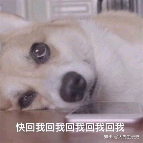 什么才是舔狗的最高境界？ 知乎