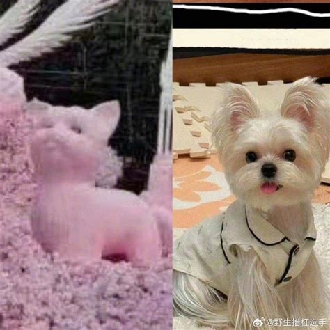 这个就是黄子韬徐艺洋求婚现场吧！黄子韬徐艺洋新浪新闻