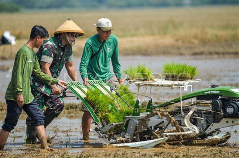Program Ketahanan Pangan Nasional Tahap Kedua ANTARA Foto