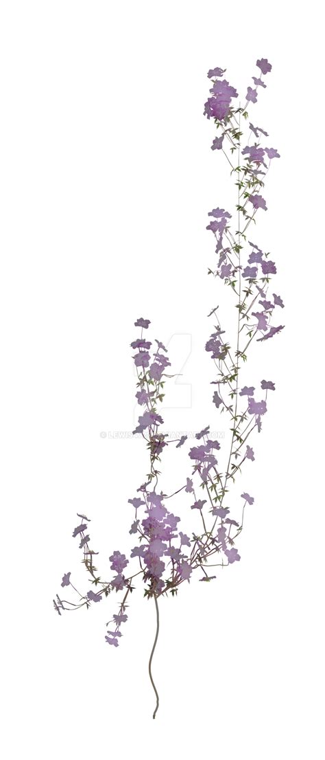 Flower Vine 3 Png Overlay By Lewis4721 On Deviantart