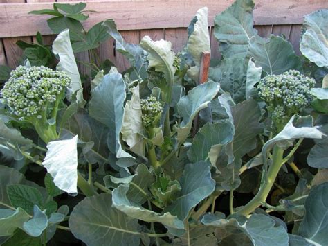 Heirloom Calabrese Green Sprouting Broccoli Brassica Oleracea Var
