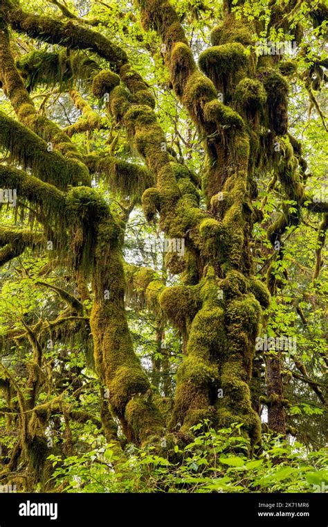 Wa22279 00 Washington Near The Crown Of A Moss Covered Big Leaf