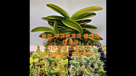 두엽풍란 대장금 한분에 3만원에드립니다 사장님이 미쳤어요 부귀란 Youtube