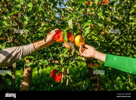 handmade collecting fruits farmers hand freshly harvested apples