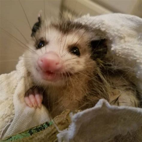 Pin On Opossums The Misunderstood Marsupial