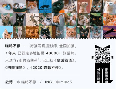 长毛虎纹玳瑁，毛色少见眼神犀利，像个森林之王！猫猫