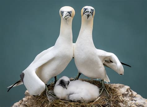 Comedy Wildlife Photo Awards 2024 Winners Flora Jewelle