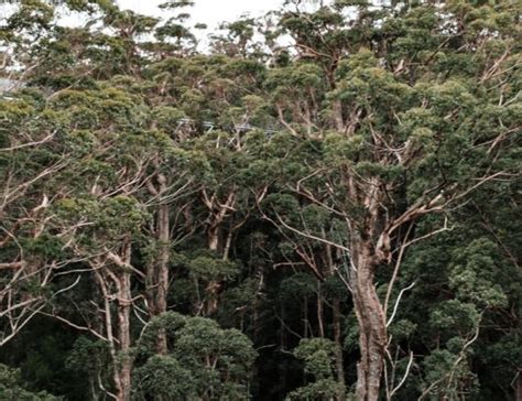 Nearly Half Replanted Trees Do Not Survive Past Five Years