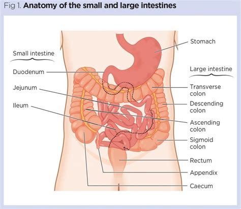 Gastrointestinal Tract 4 Anatomy And Role Of The Jejunum And Ileum