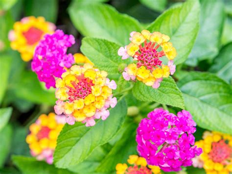 How To Do The Pruning Of The Lantana Step By Step