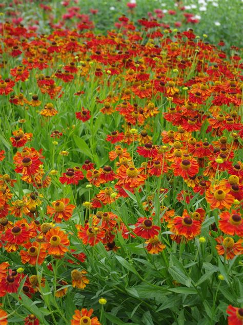Helenium Moerheim Beauty Beth Chatto Plants And Gardens