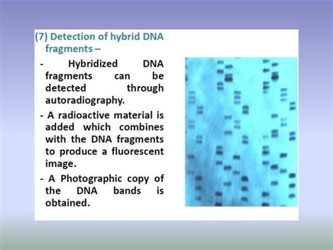 Dna Finger Printing Ppt