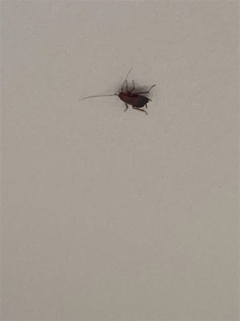 Northwest Arkansas Cockroach Rwhatsthisbug