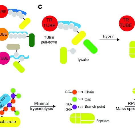 Ubiquitin Binding Domains Come In Different Shapes And Forms A Ub Download Scientific