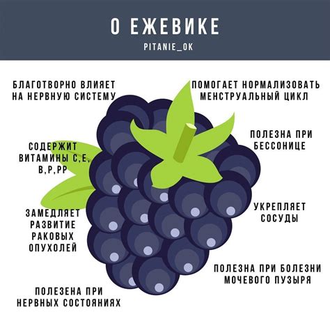 Ежевика – родственница малины, только значительно более колючая ...