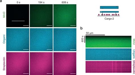 Pattern Formation Of Cargo Depends On Active Self Organization By