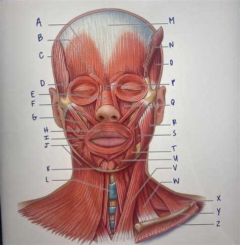 Human Anatomy Chapter 10 Flashcards Quizlet