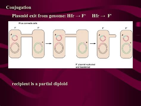 Chapter 9 The Genetics Of Bacteria And Phages