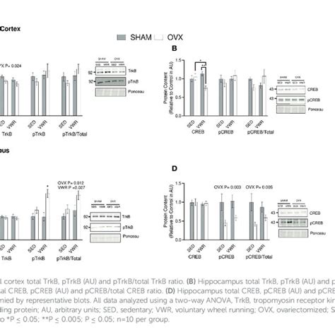 Novel Object Recognition Testing And Behavioral Characterization A Download Scientific