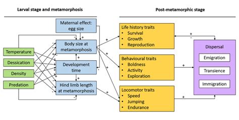 Conceptual Framework Showing Carry Over Effects Positive Or