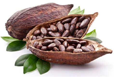 Jual Beli Biji Coklat Di Indonesia Agen Distributor Supplier Harga
