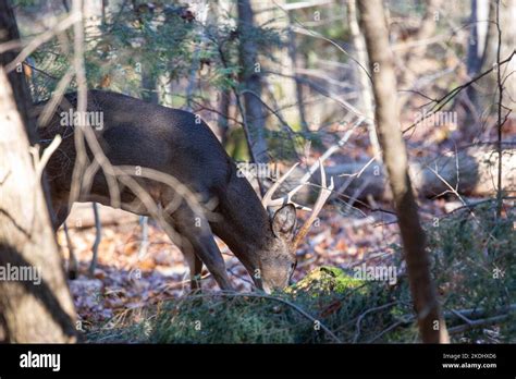 White Tailed Deer Buck Odocoileus Virginianus On The Scent Of A Doe