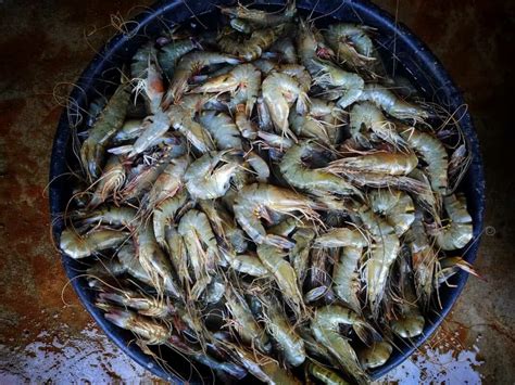 How To Start Shrimp Farming In Mexico Key Rules Requirements