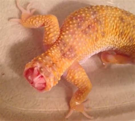 Leopard Gecko Dropped Tail Reasons Why This Happens