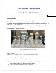 Lab Report Osmosis Docx OSMOSIS AND DIFFUSION LAB C H M L D R Y A V U Z P E T R
