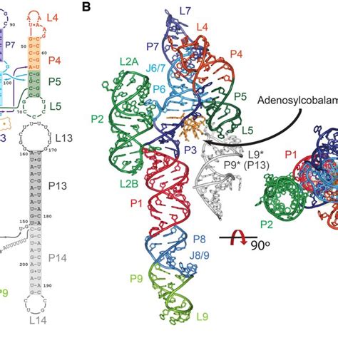 Cbl Riboswitch Rnas Induce Fluorescence Turn On In Cbl Fluorophore