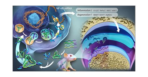Efficient Delivery Of Sirna Via Tetrahedral Framework Nucleic Acids Inflammation Attenuation