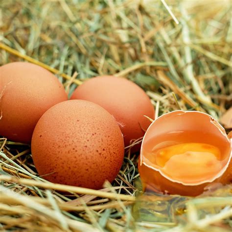 Egg Dataset Production State Wise India Kaggle