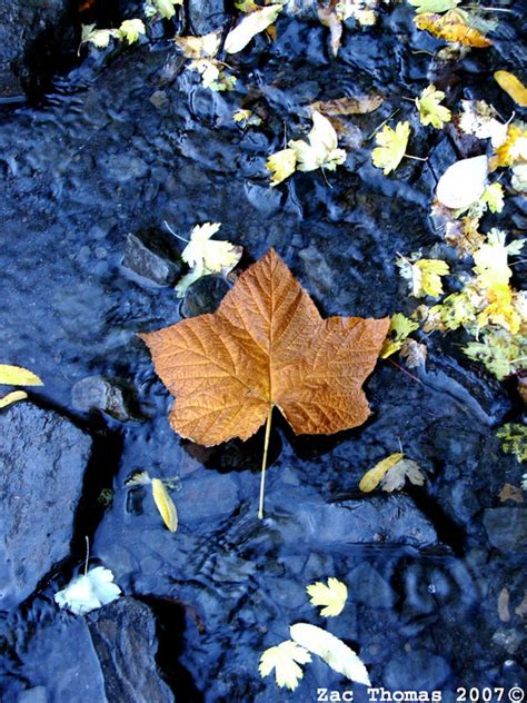 Timp Leaf By Thomasza On Deviantart
