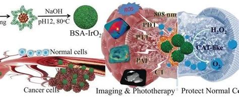 【angewcheminted】bsa Iro2 具有高光热转换效率的类cat纳米颗粒，用于抗炎和抗肿瘤治疗 知乎