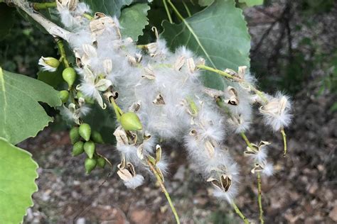How To Identify Cottonwood Trees