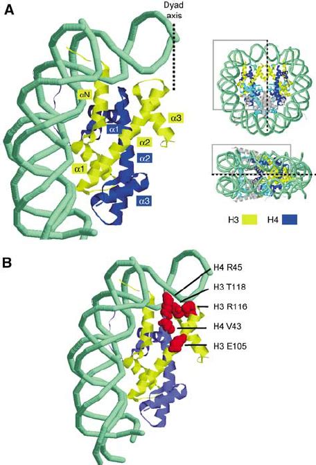 Location Of Core Histone Sin Mutants A Overview Showing Dyad And