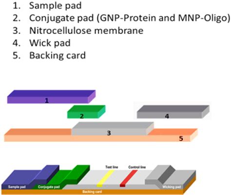Figure 4 From Development Of A Nucleic Acid Based Lateral Flow Device As A Reliable Diagnostic