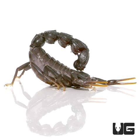 Black Fat Tail Scorpion Androctonus Bicolor For Sale Underground